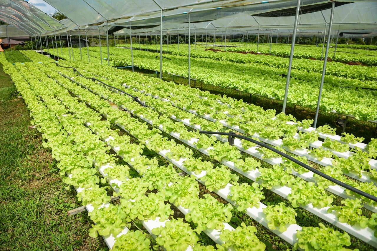 El estado de la digitalización en la industria agroalimentaria ...